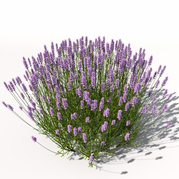 lavender plant flowers 3d model
