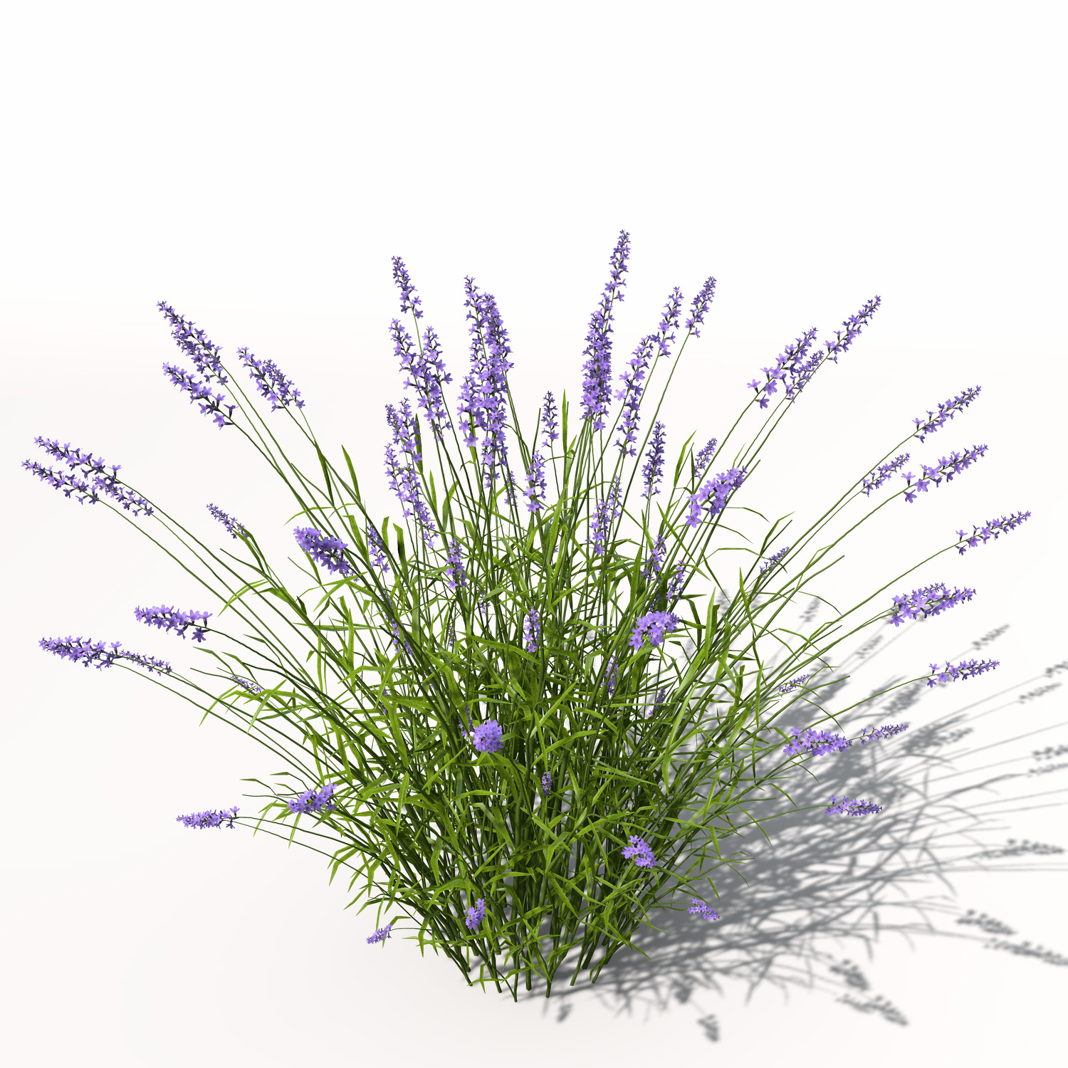 lavender plant flowers 3d model
