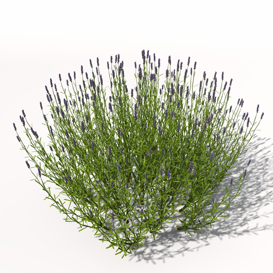 Lavender Plant Flowers 3d Model
