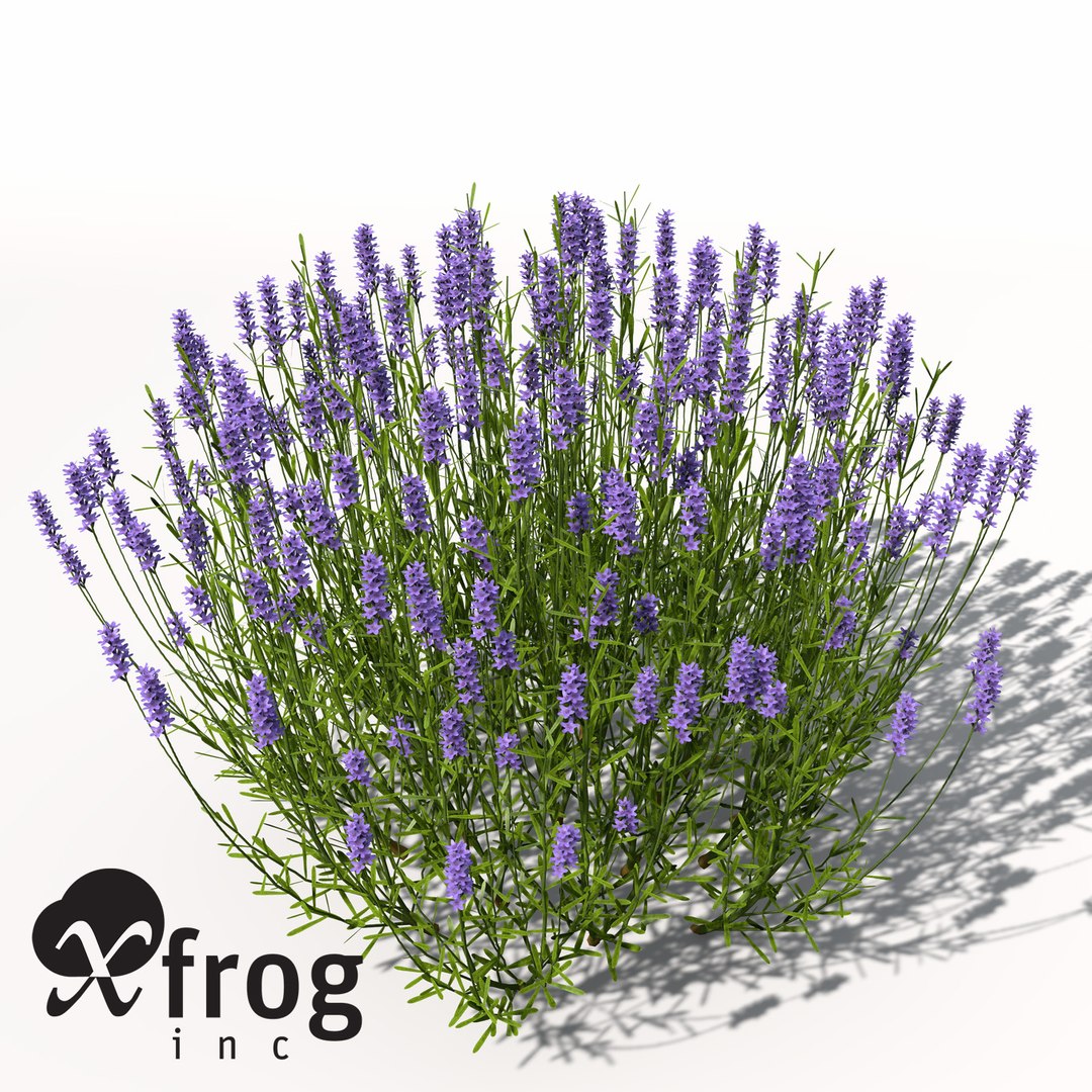 Lavender Plant Flowers 3d Model