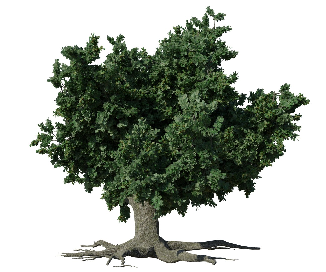 Oak Tree 3d Model Model - TurboSquid 1987527