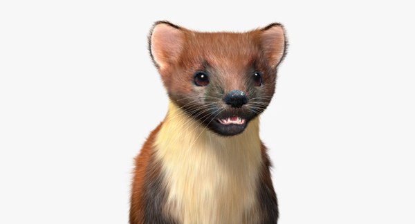 3d rigged marten fur animation