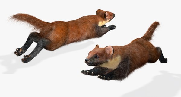 3d rigged marten fur animation