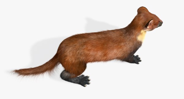 3d rigged marten fur animation