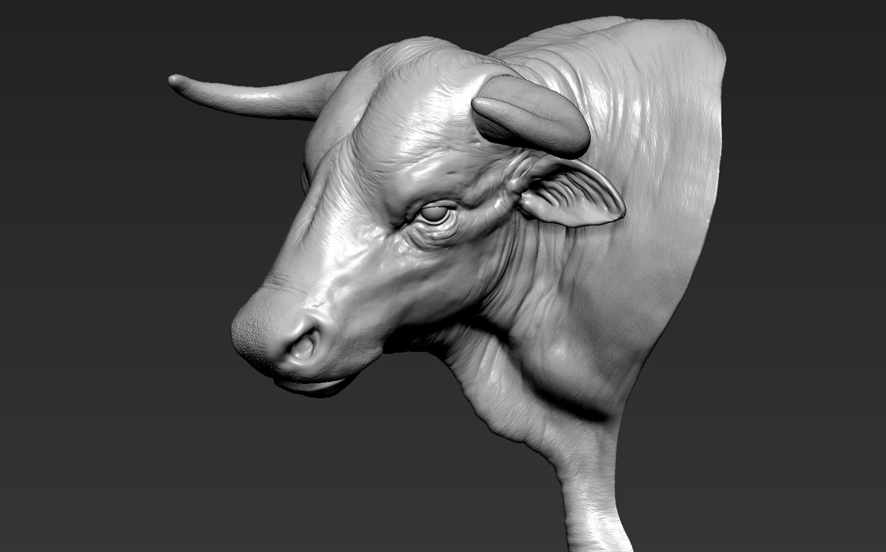 Head Bull 3D Model - TurboSquid 1739184