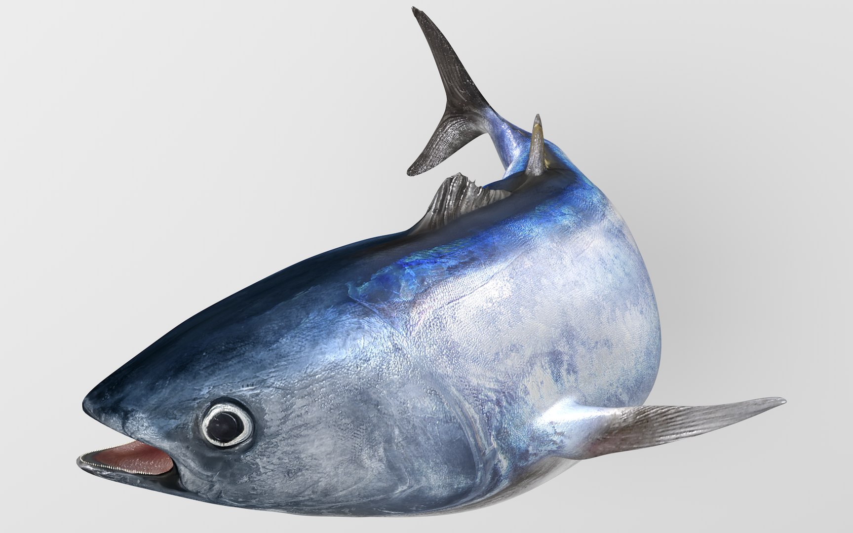 3D TUNA FISH Rigged L1893 Model - TurboSquid 2003263