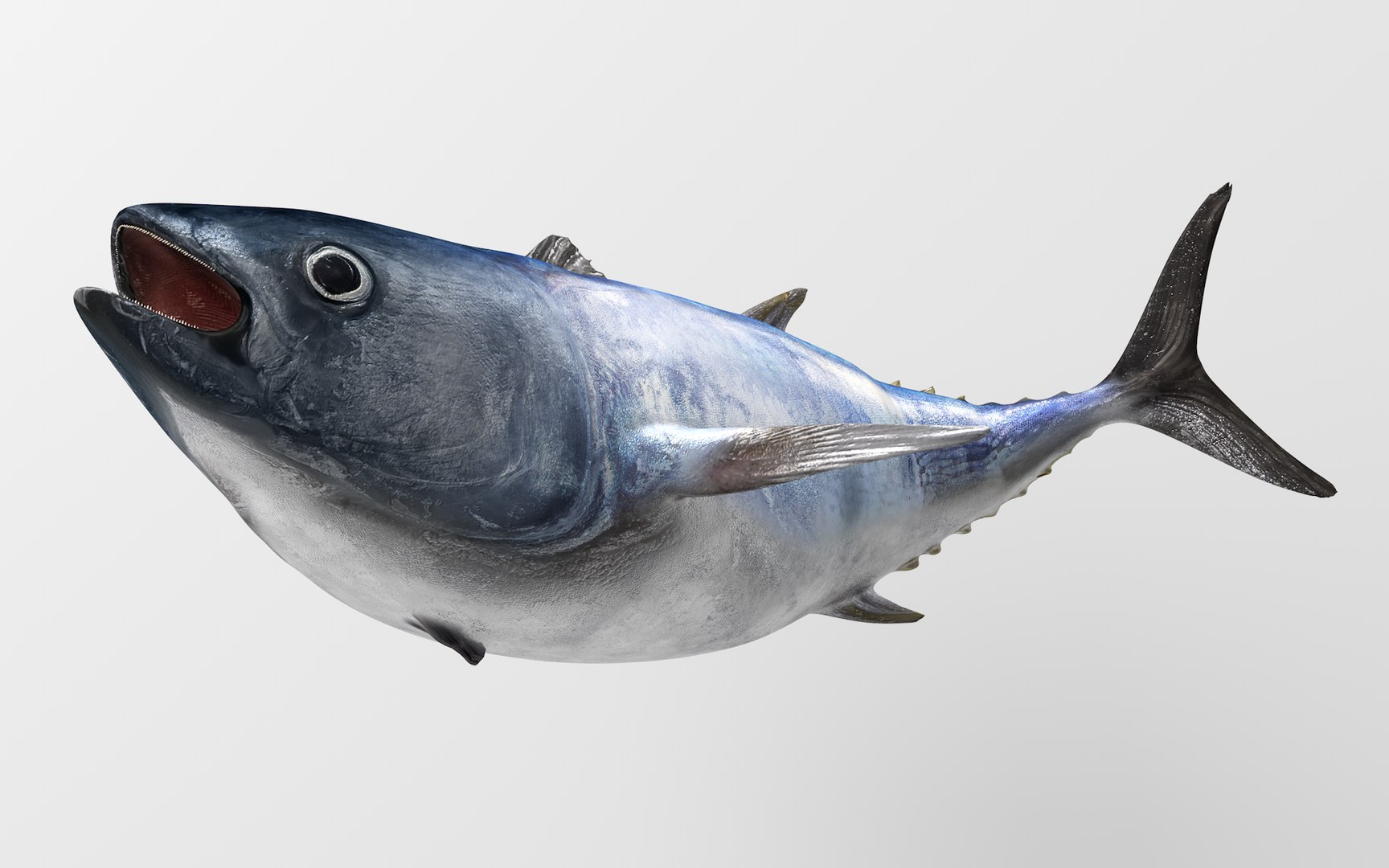 3D TUNA FISH Rigged L1893 Model - TurboSquid 2003263