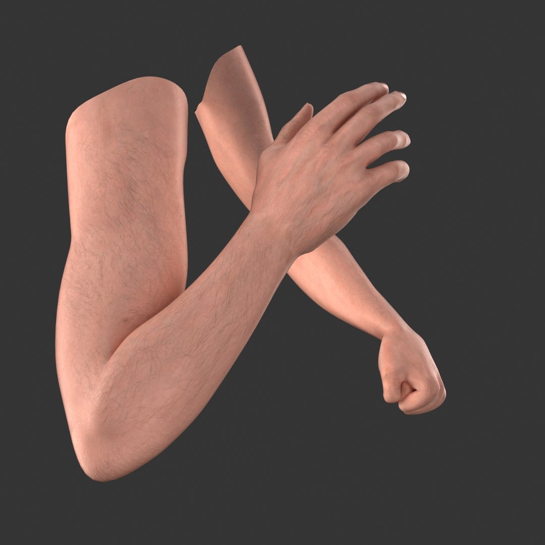 3d Model Of Male Arms