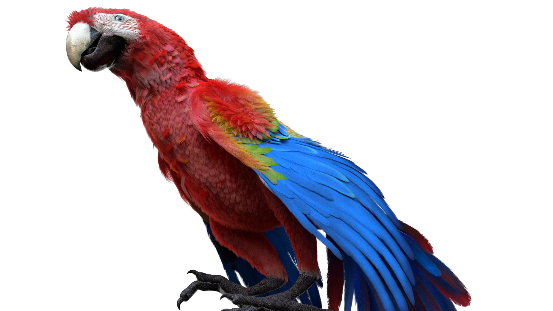 3D parrot anatomy skeleton model - TurboSquid 1524496