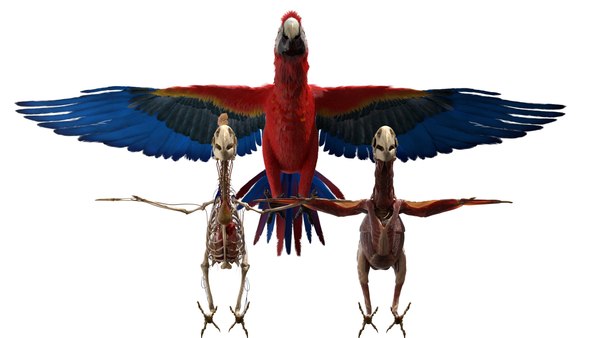 Anatomia de pele de papagaio de arara Modelo 3D - TurboSquid 1524496