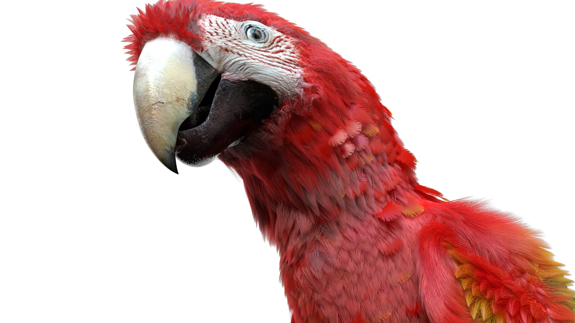 3D parrot anatomy skeleton model - TurboSquid 1524496