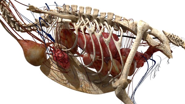 Anatomia de pele de papagaio de arara Modelo 3D - TurboSquid 1524496
