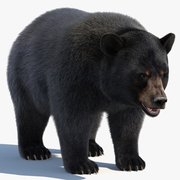 Bear 3D Models for Download | TurboSquid