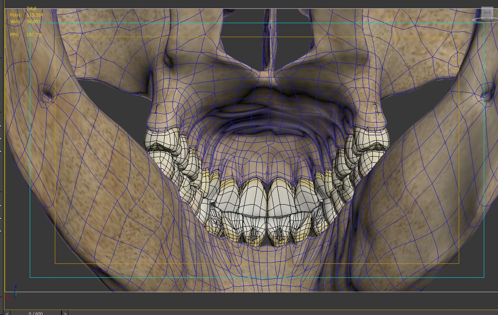 Skull Teeth 3D Model - TurboSquid 1362249