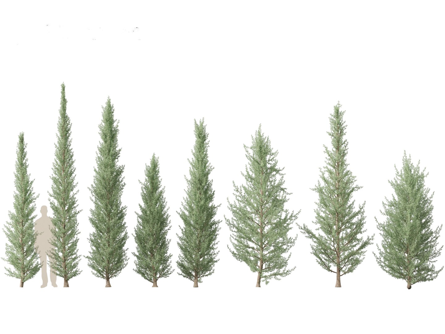 Cedrus Atlantica Glauca Fastigiata - Columnar Blue Atlas Ceadar 3D ...