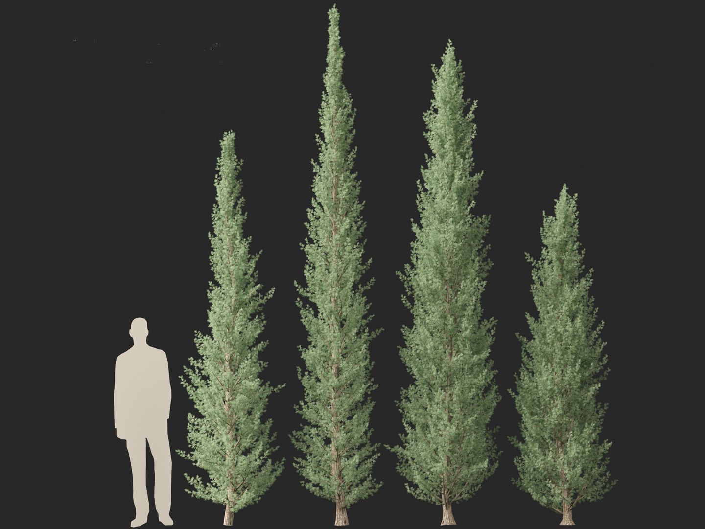 Cedrus Atlantica Glauca Fastigiata - Columnar Blue Atlas Ceadar 3D ...