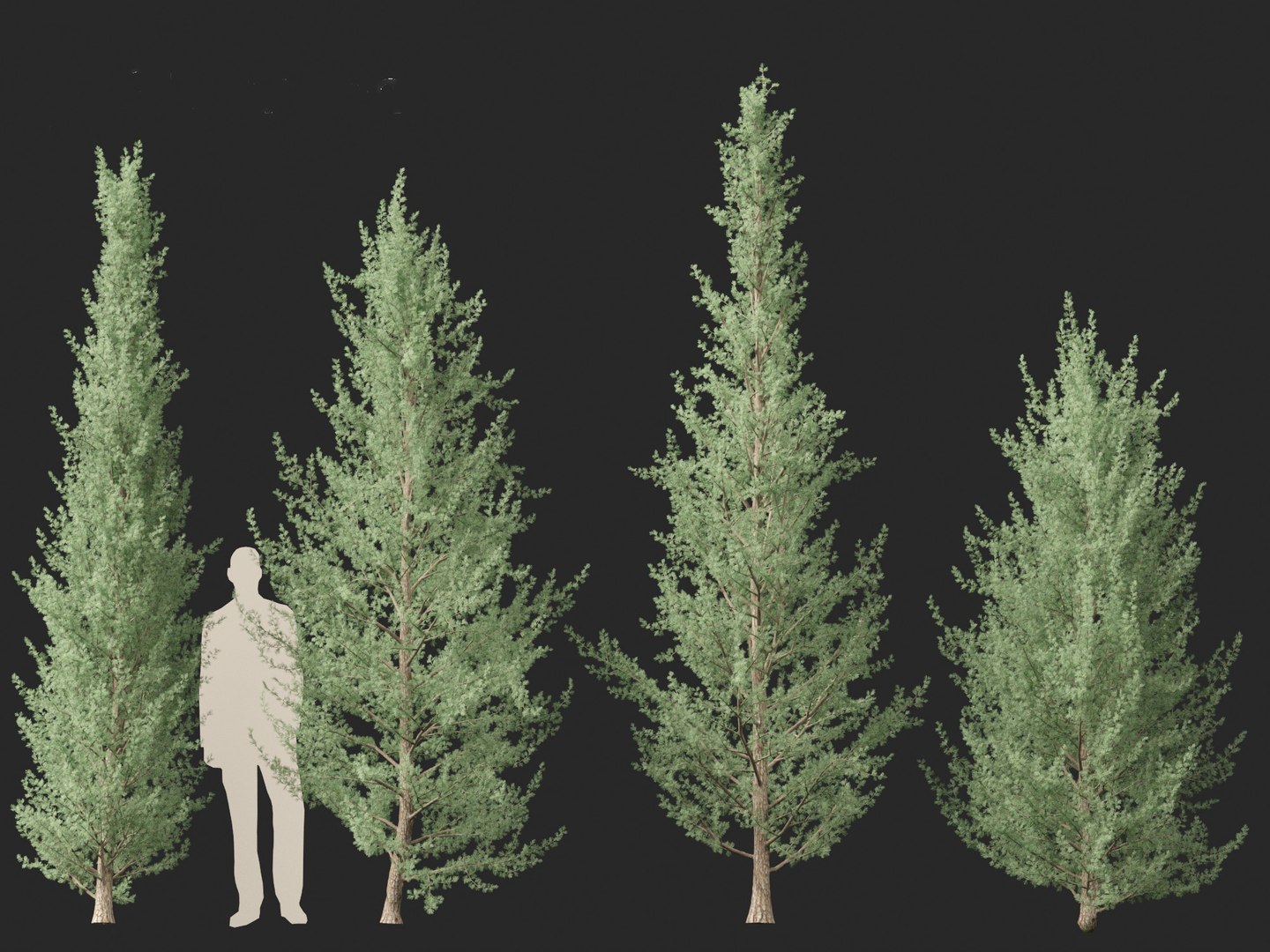 Cedrus Atlantica Glauca Fastigiata - Columnar Blue Atlas Ceadar 3D ...