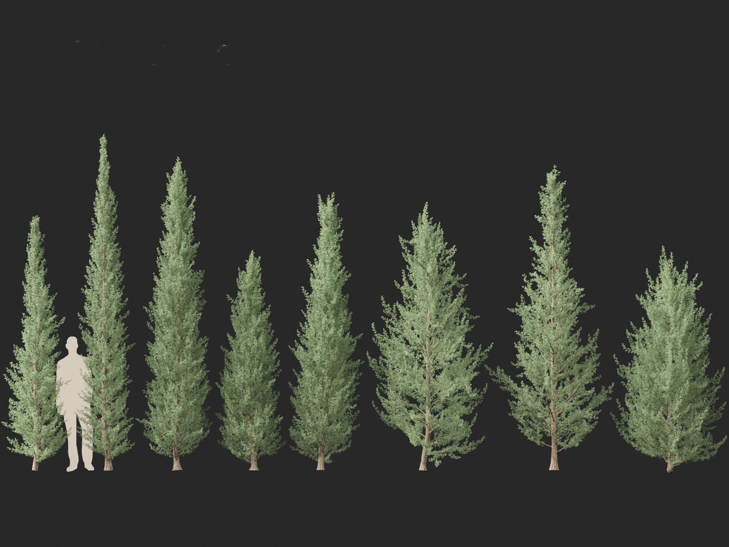 Cedrus Atlantica Glauca Fastigiata - Columnar Blue Atlas Ceadar 3D ...