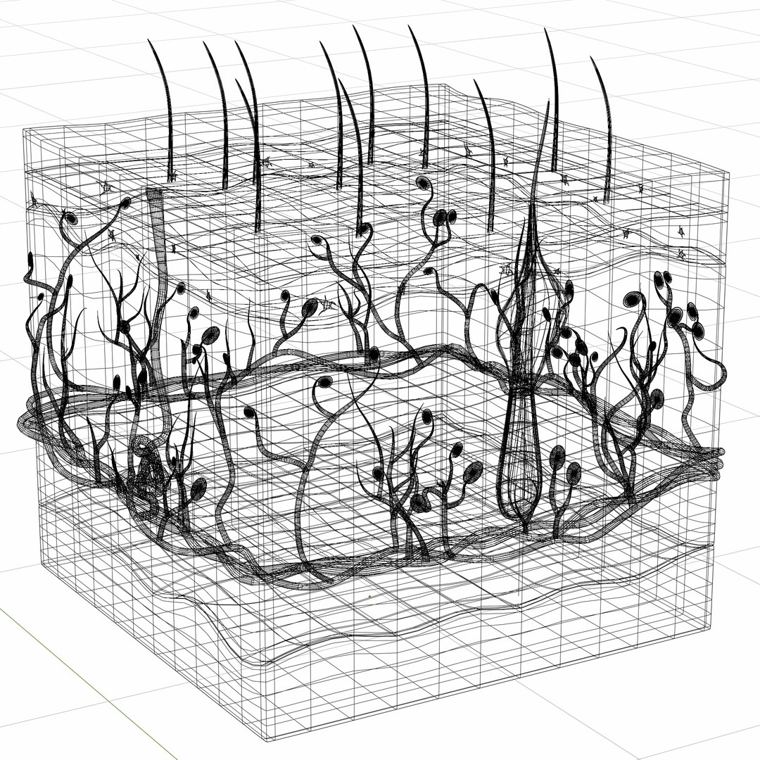 3D Model Skin Parts Anatomy - TurboSquid 2257848