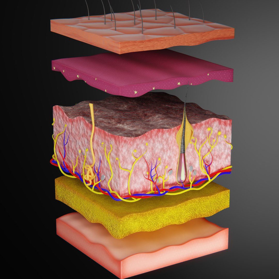 3D Model Skin Parts Anatomy - TurboSquid 2257848