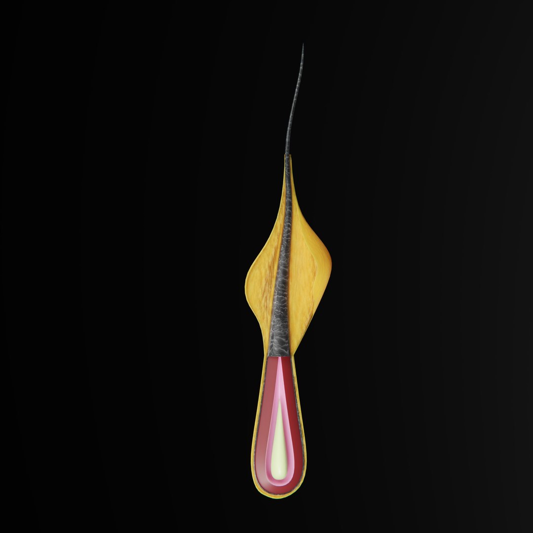 3D Model Skin Parts Anatomy - TurboSquid 2257848