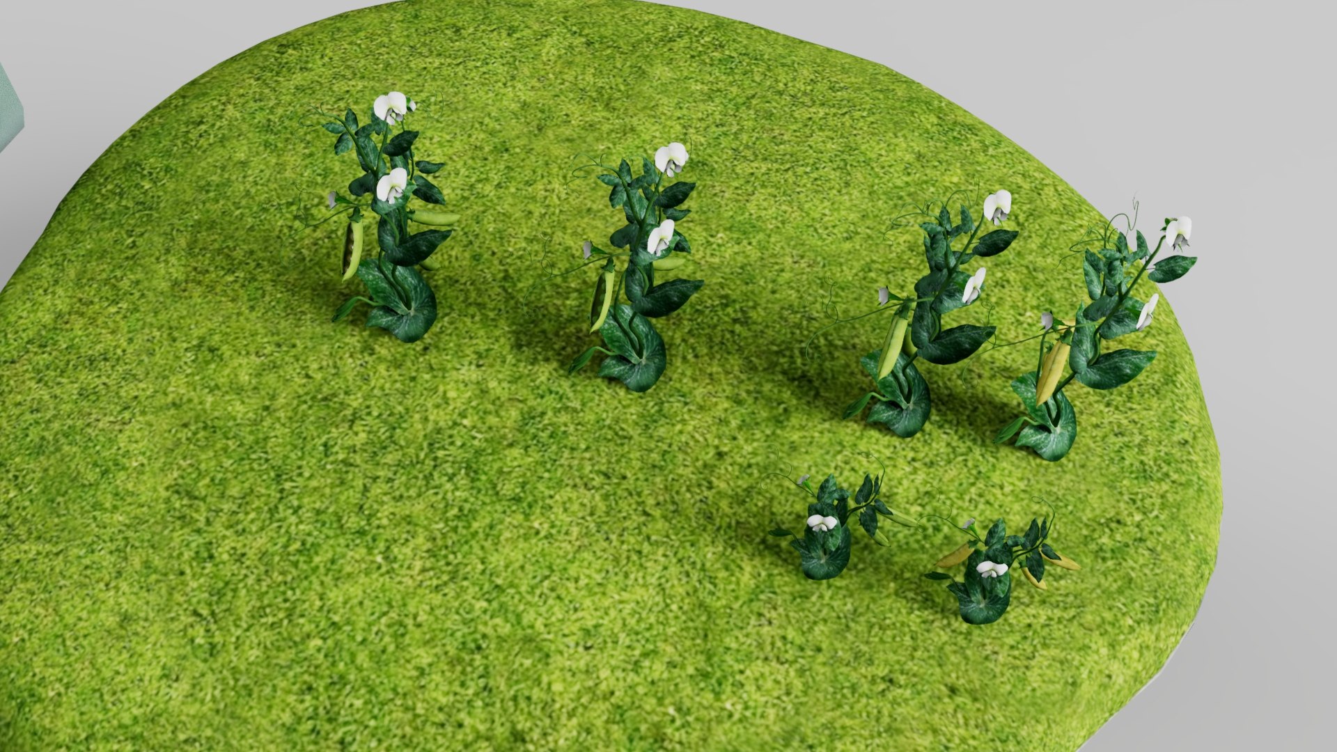 3D Pea Plant Model - TurboSquid 2014596