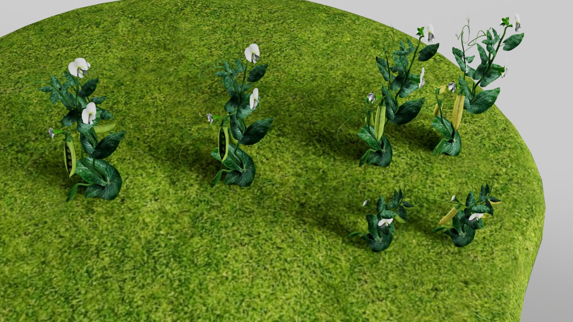 3D Pea Plant Model - TurboSquid 2014596