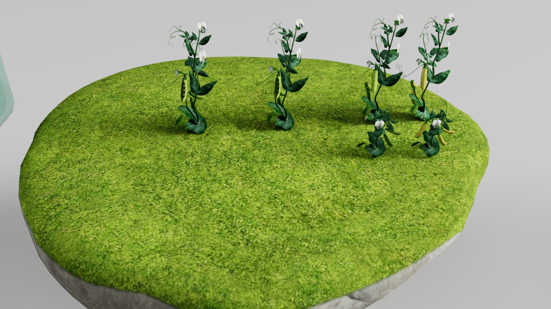 3D Pea Plant Model - TurboSquid 2014596