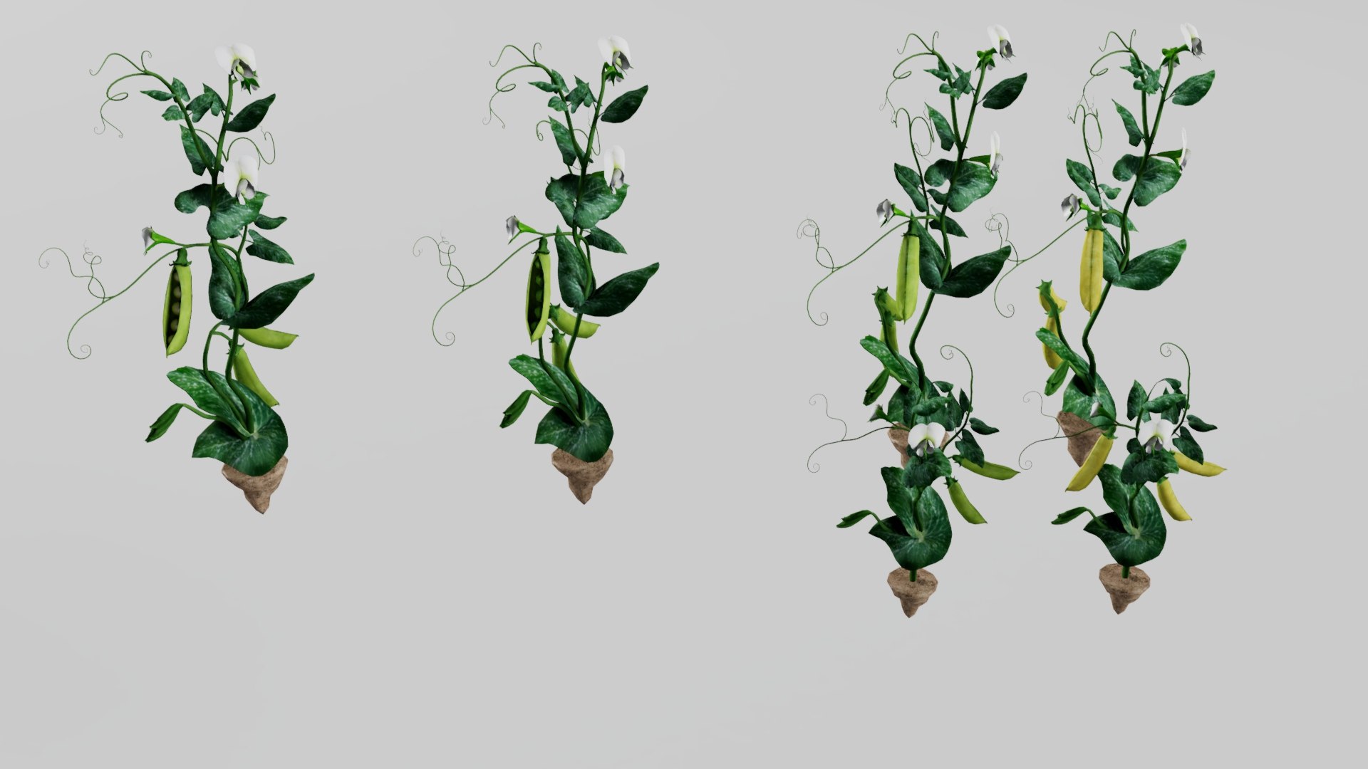 3D Pea Plant Model - TurboSquid 2014596