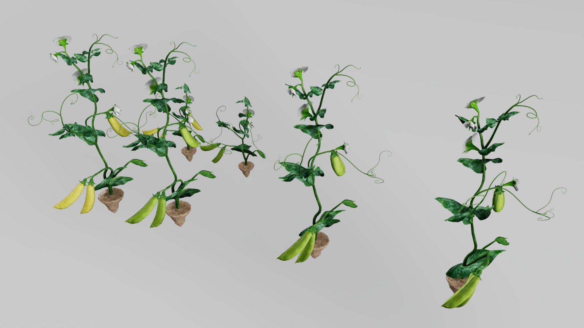 3D Pea Plant Model - TurboSquid 2014596