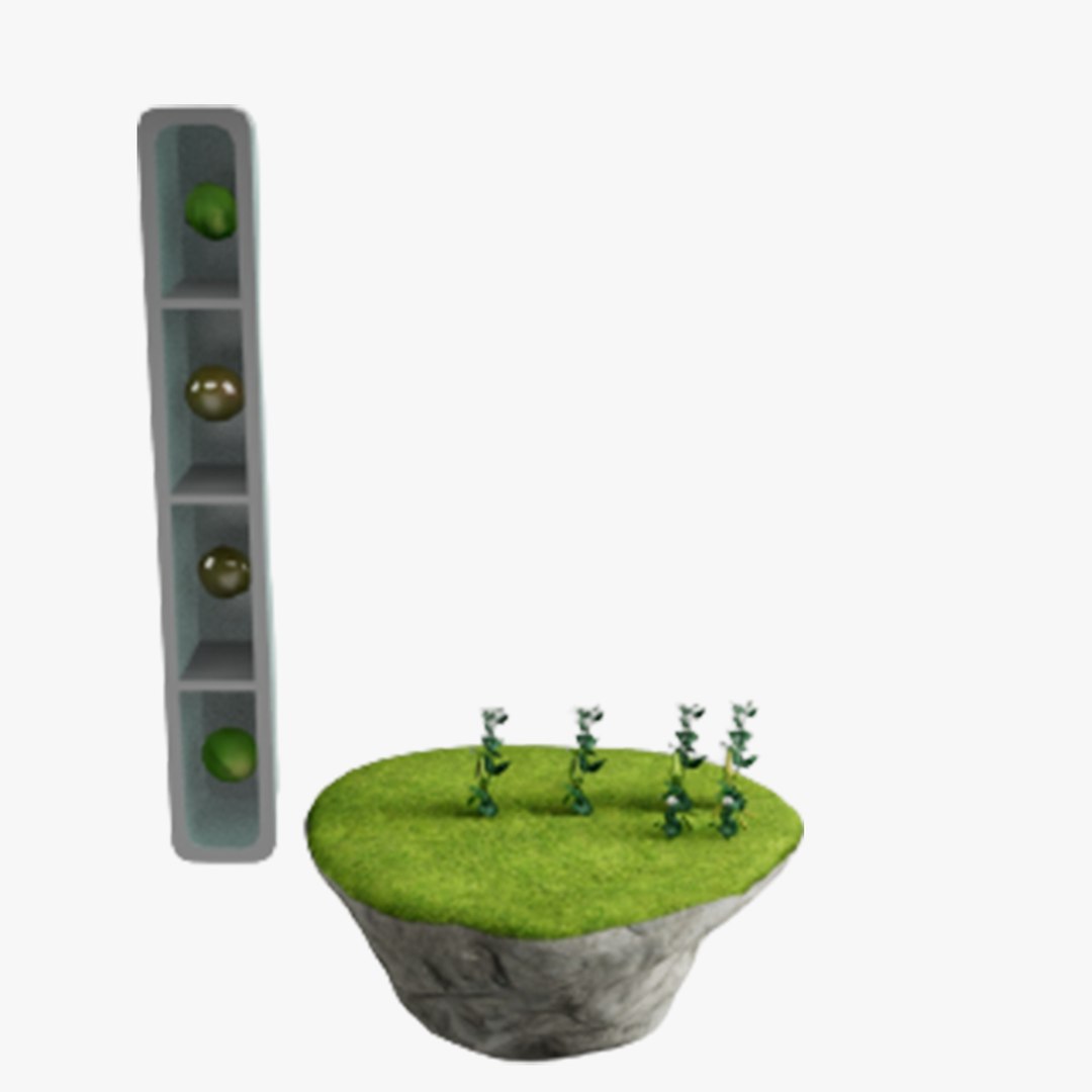 3D Pea plant model - TurboSquid 2014596