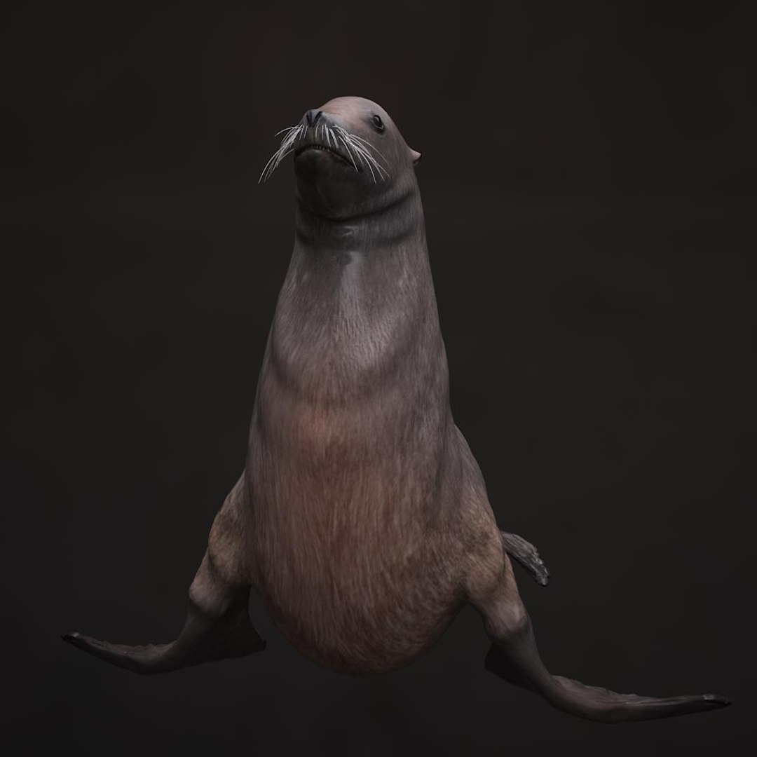 Sea Lion 3D Model - TurboSquid 1155842
