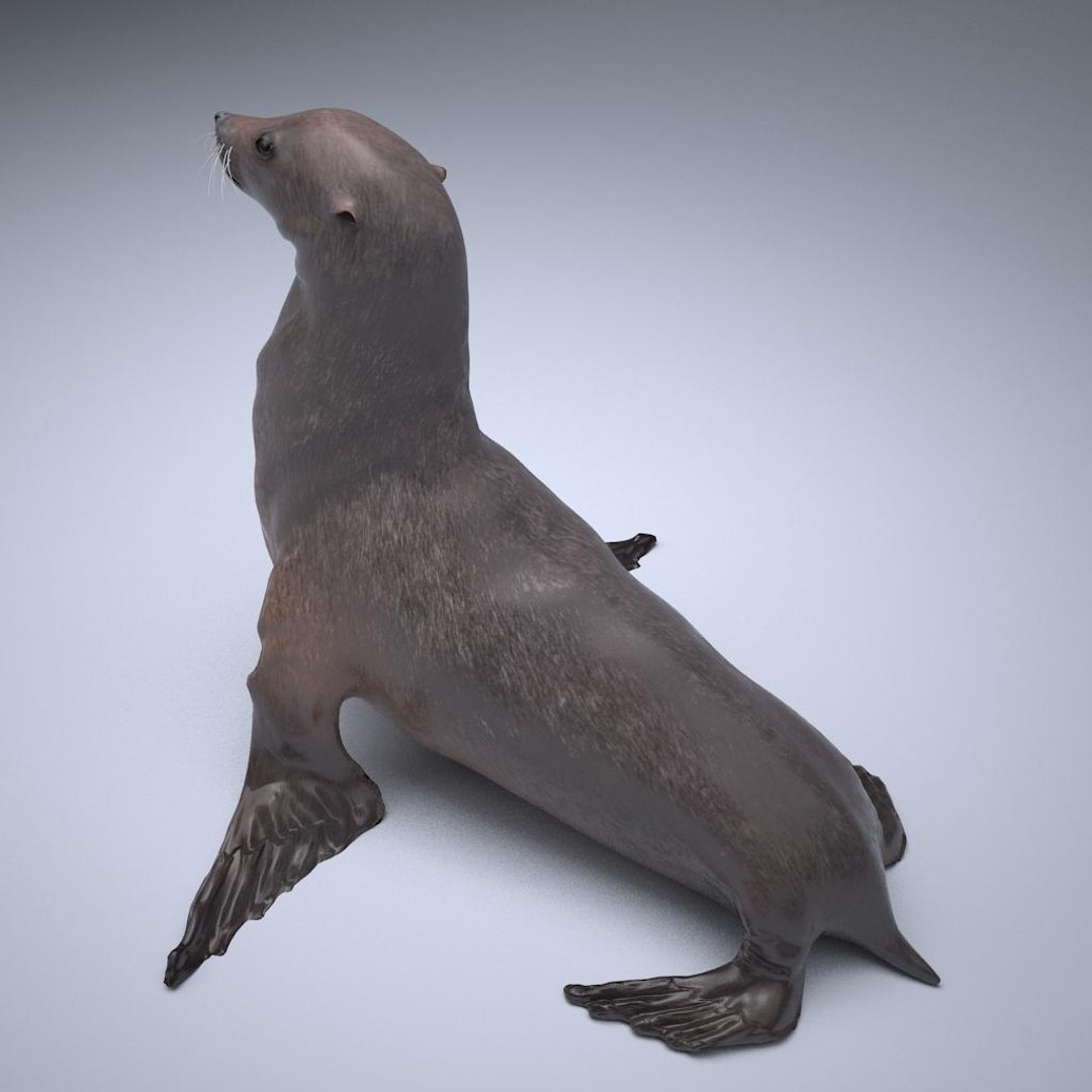 Sea Lion 3D Model - TurboSquid 1155842