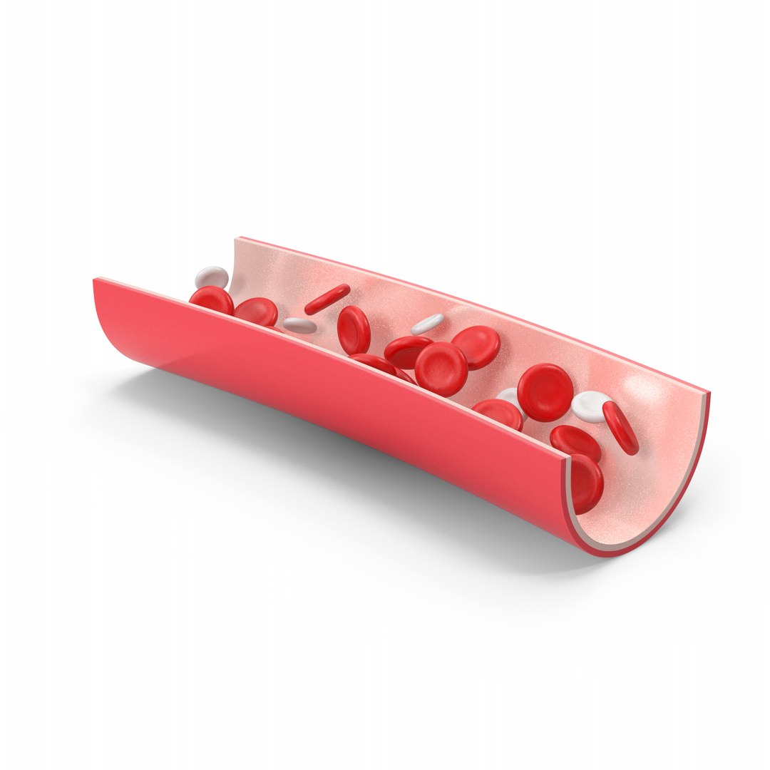 3D Blood Cells In Vein - TurboSquid 2260907