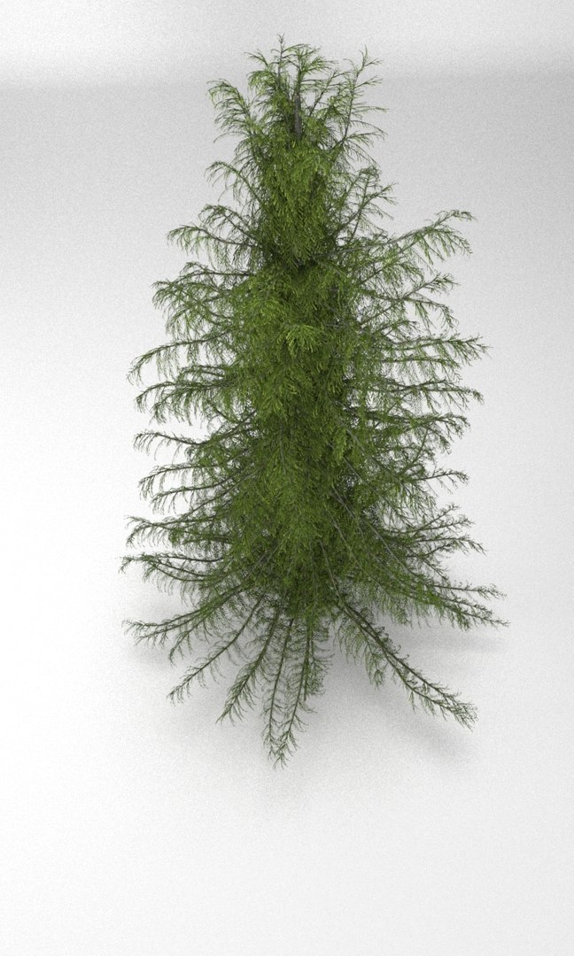 3d Cedar Tree