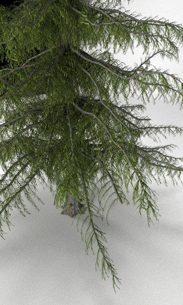 3d cedar tree