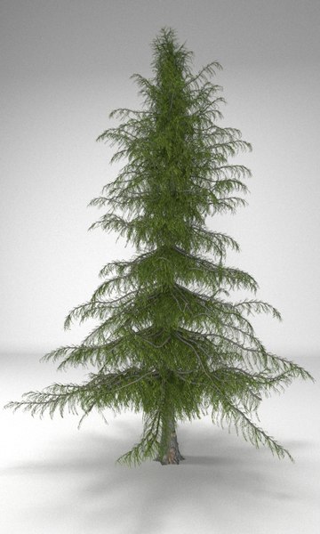 3d cedar tree