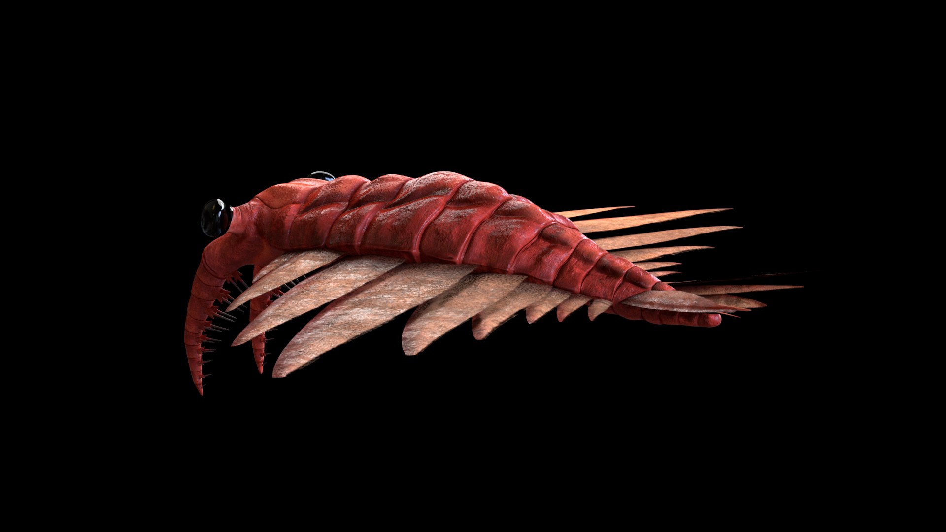 3D Anomalocaris Canadensis Model - TurboSquid 1318788