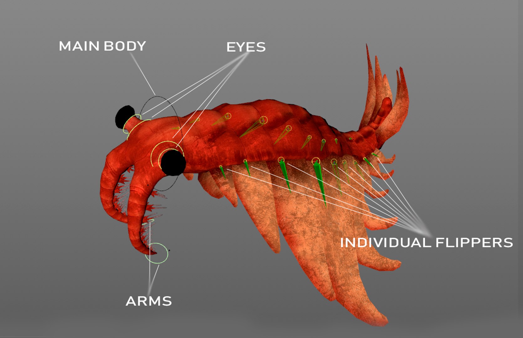 3D Anomalocaris Canadensis Model - TurboSquid 1318788