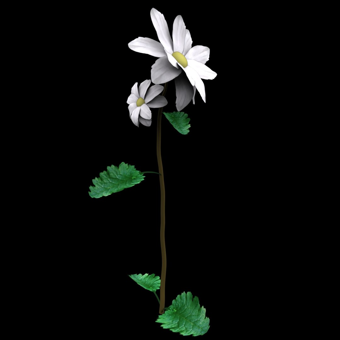 Flowers Open Animation 3D Model - TurboSquid 1553178