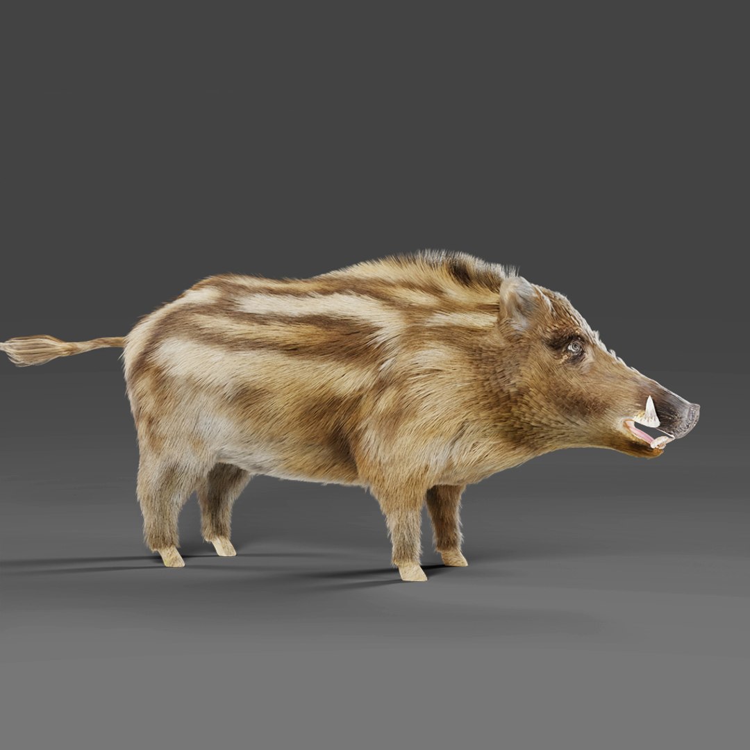3D Fur Wild Boar V03 NO Rigged in Blender - TurboSquid 1991141