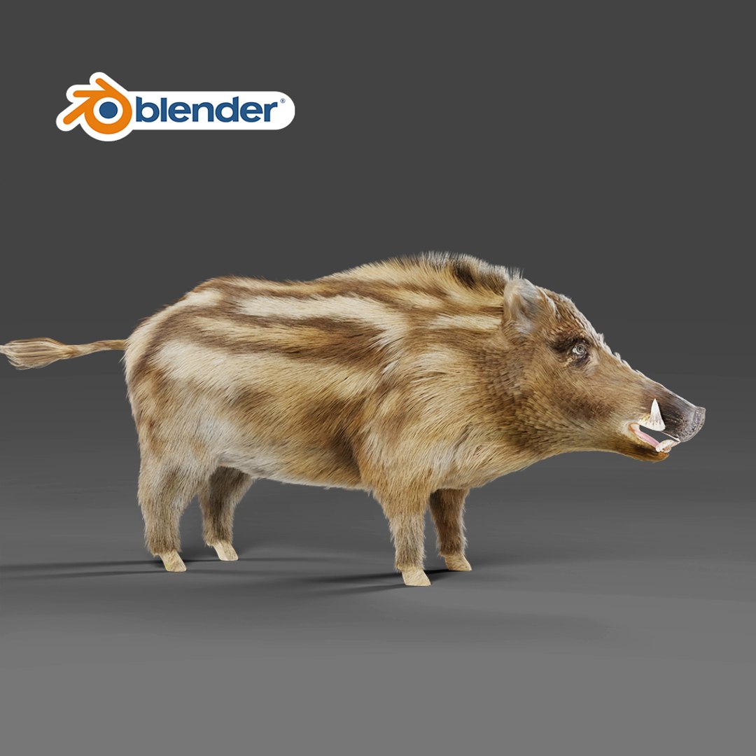 Fur Wild Boar V03 NO Rigged in Blender 3D 모델 - TurboSquid 1991141