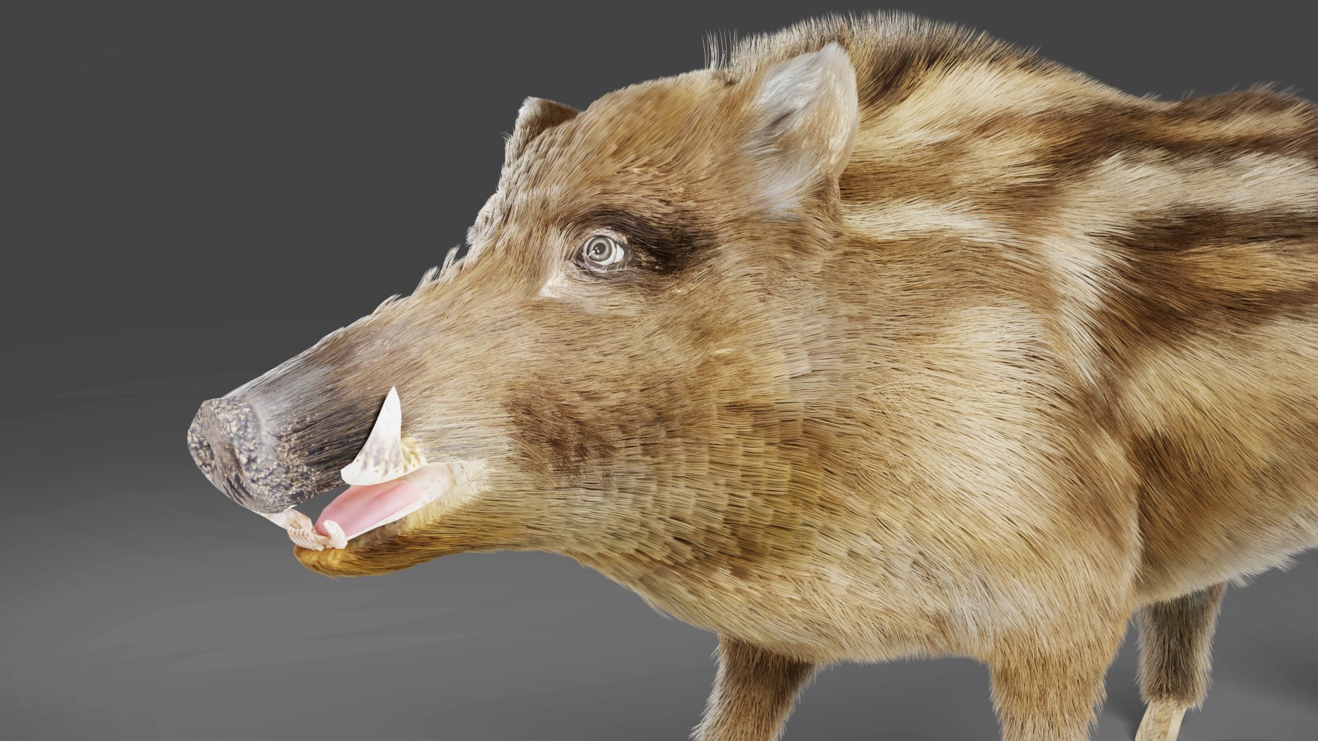 3D Fur Wild Boar V03 NO Rigged in Blender - TurboSquid 1991141