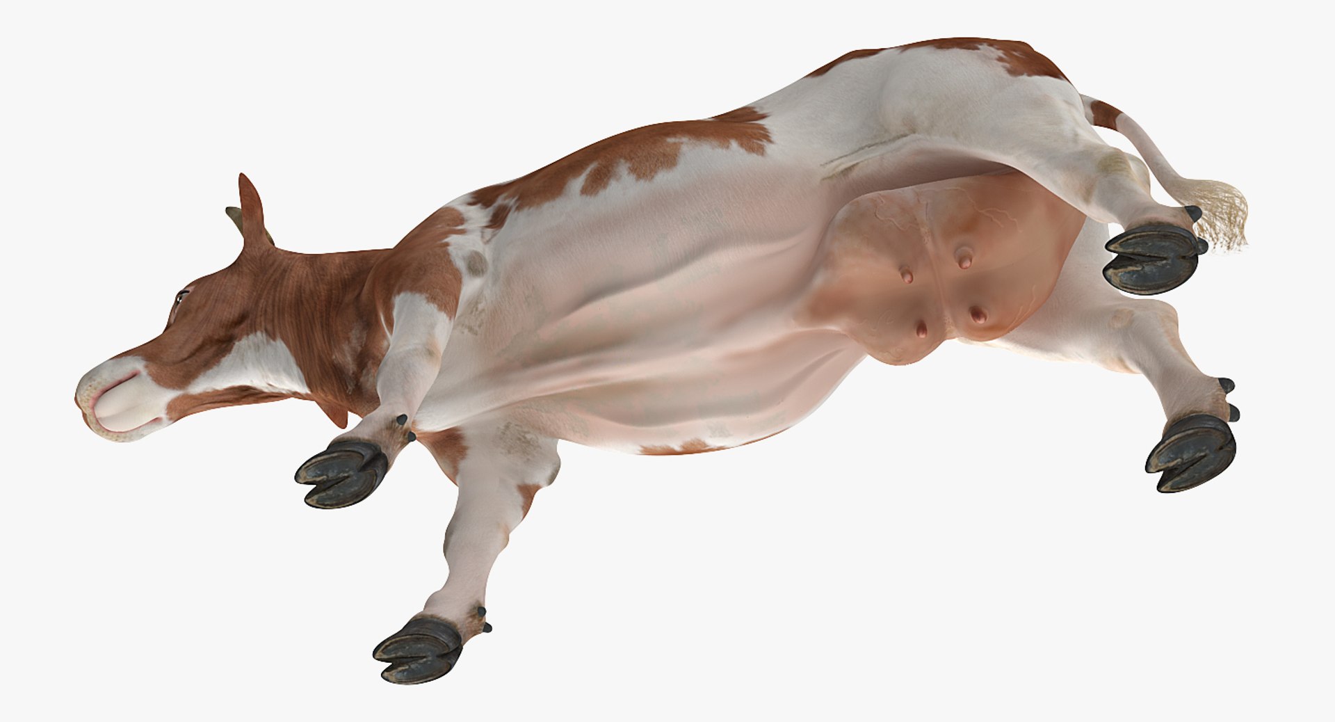 3D Model Cow Realistic - TurboSquid 1247251