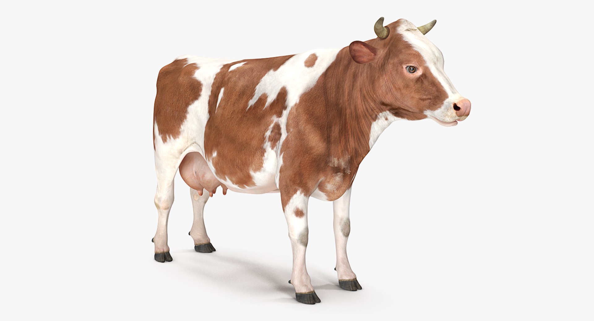 3D Model Cow Realistic - TurboSquid 1247251