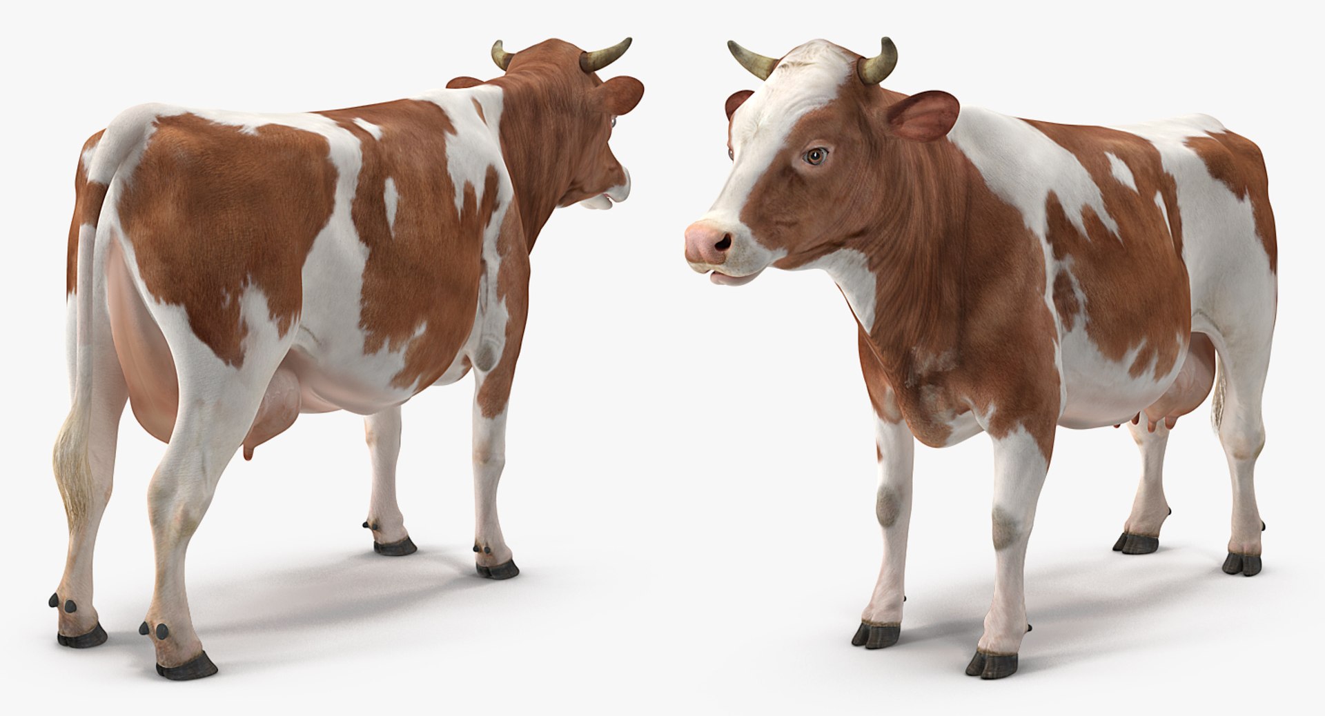 3D Model Cow Realistic - TurboSquid 1247251