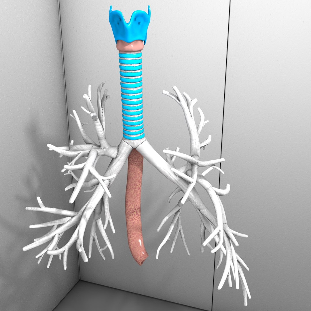 Human Thorax Organs 3d C4d