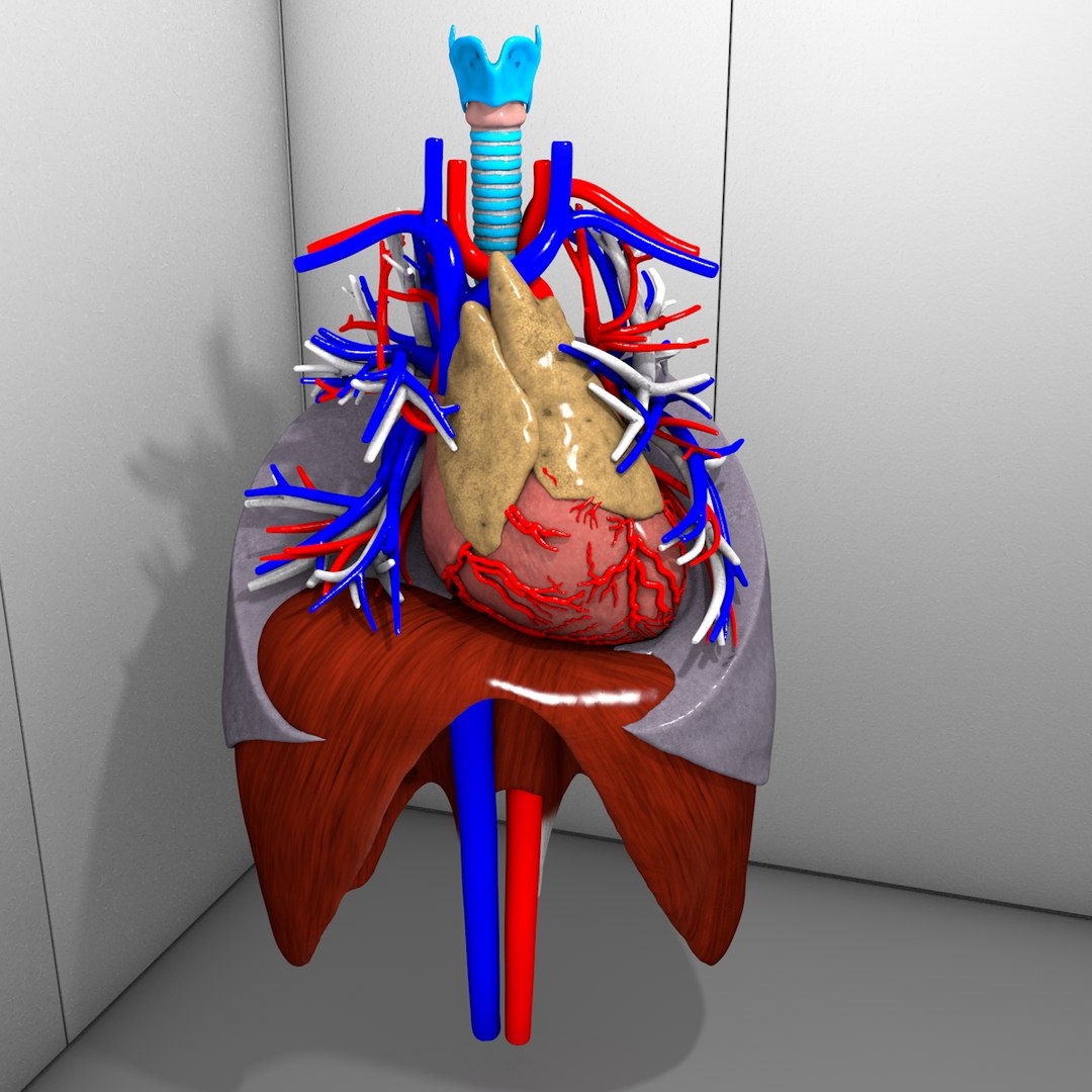 Human Thorax Organs 3d C4d