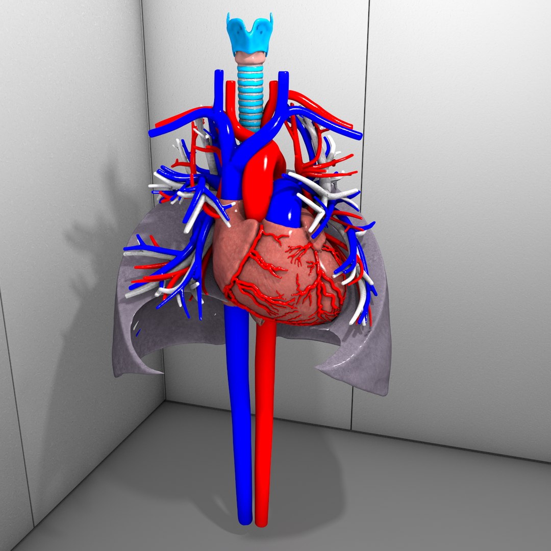 Human Thorax Organs 3d C4d