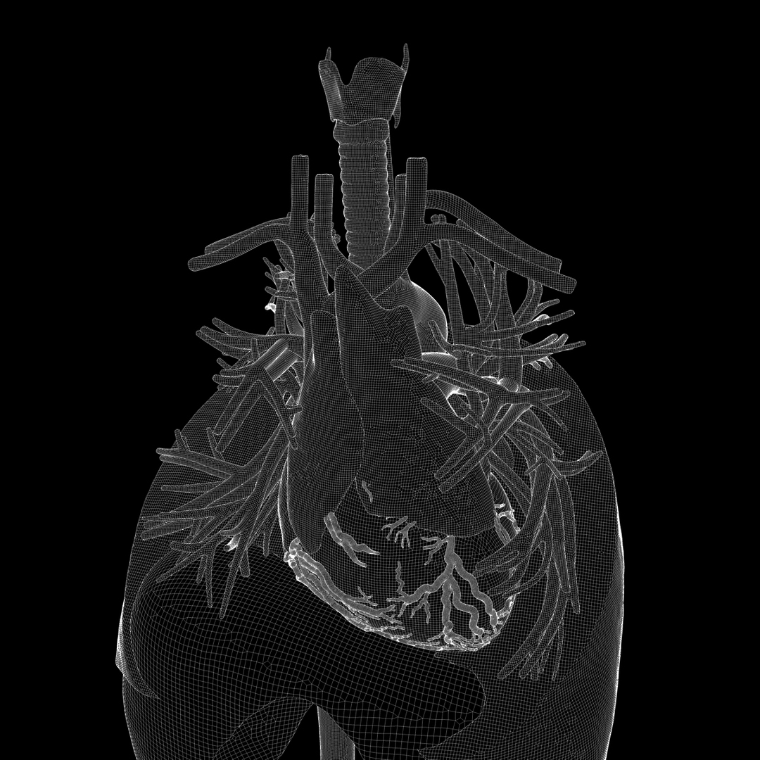 Human Thorax Organs 3d C4d